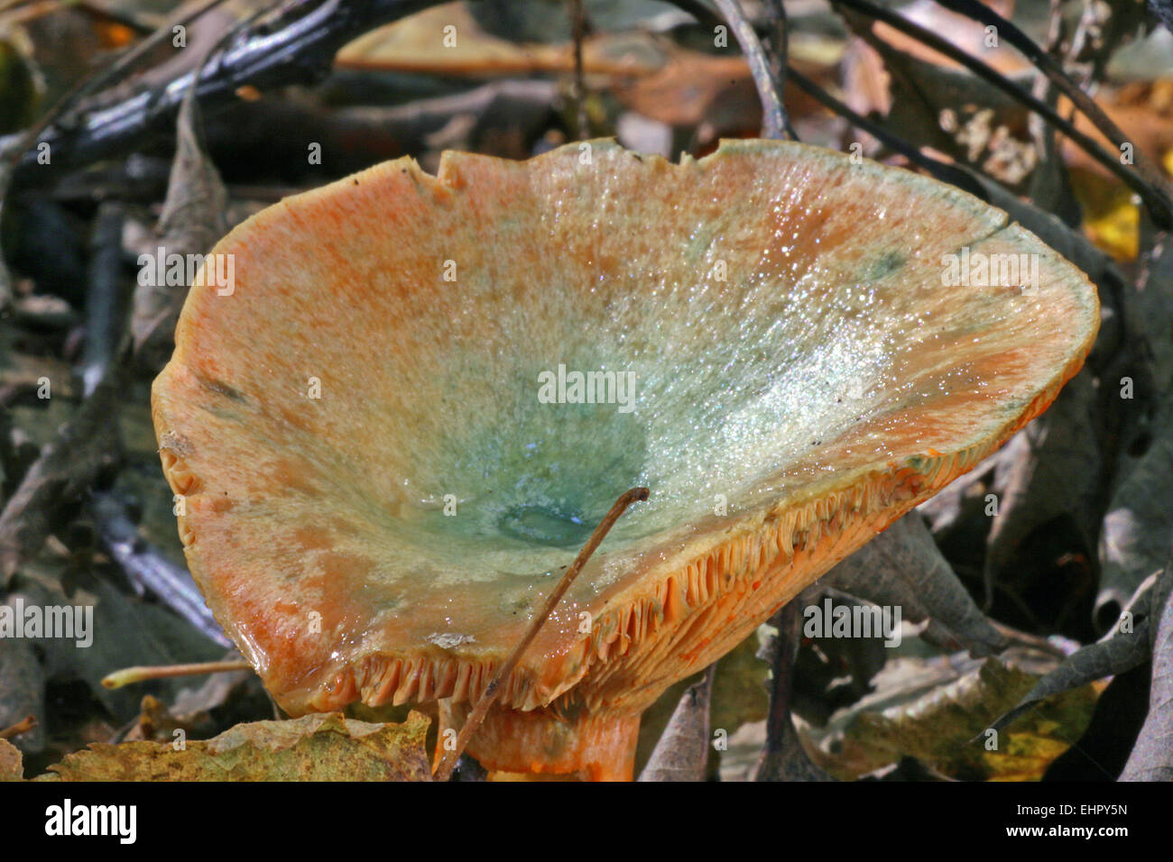 False Saffron Milkcap High Resolution Stock Photography and Images - Alamy