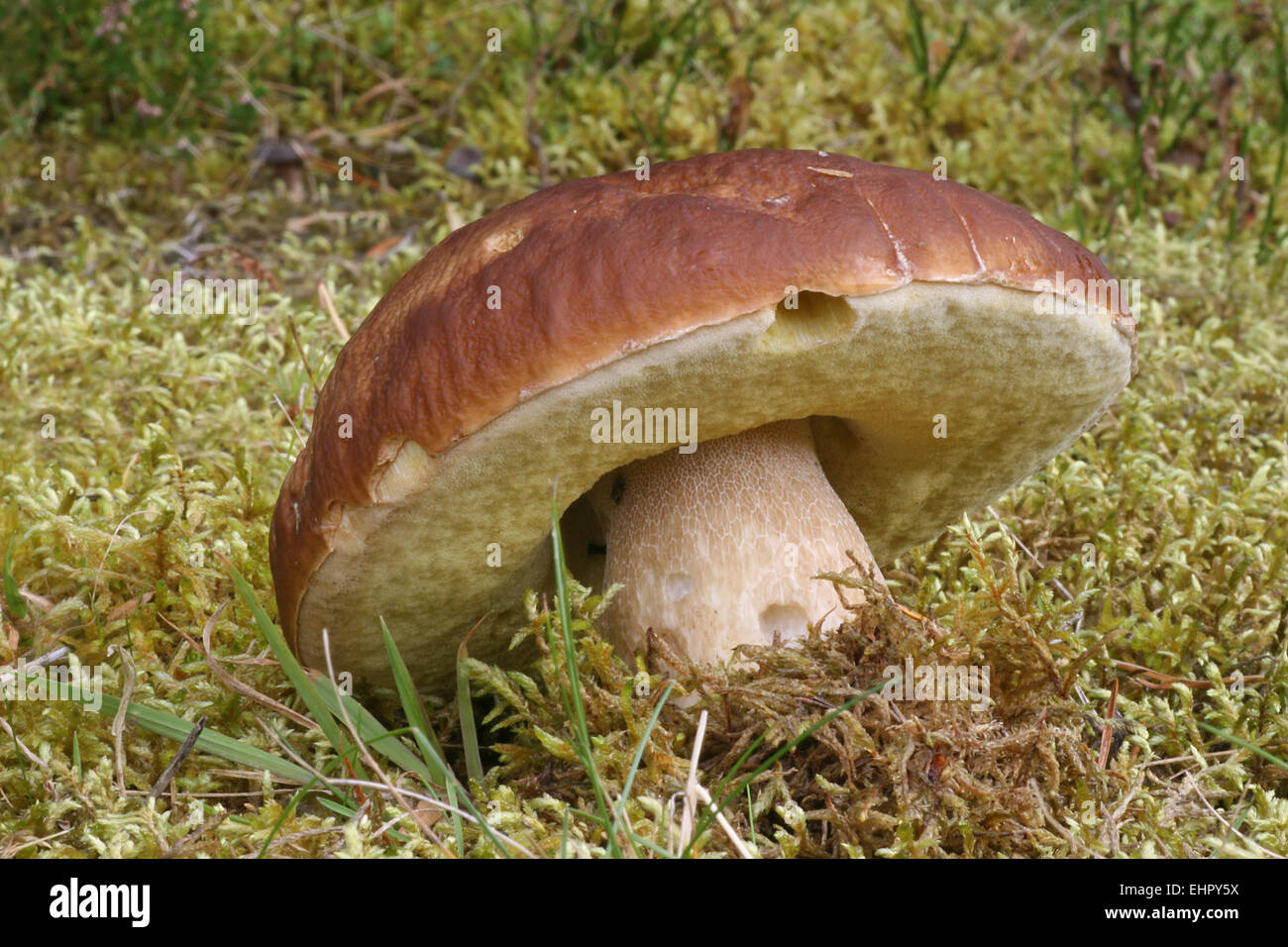 Boletus edulis hi-res stock photography and images - Alamy