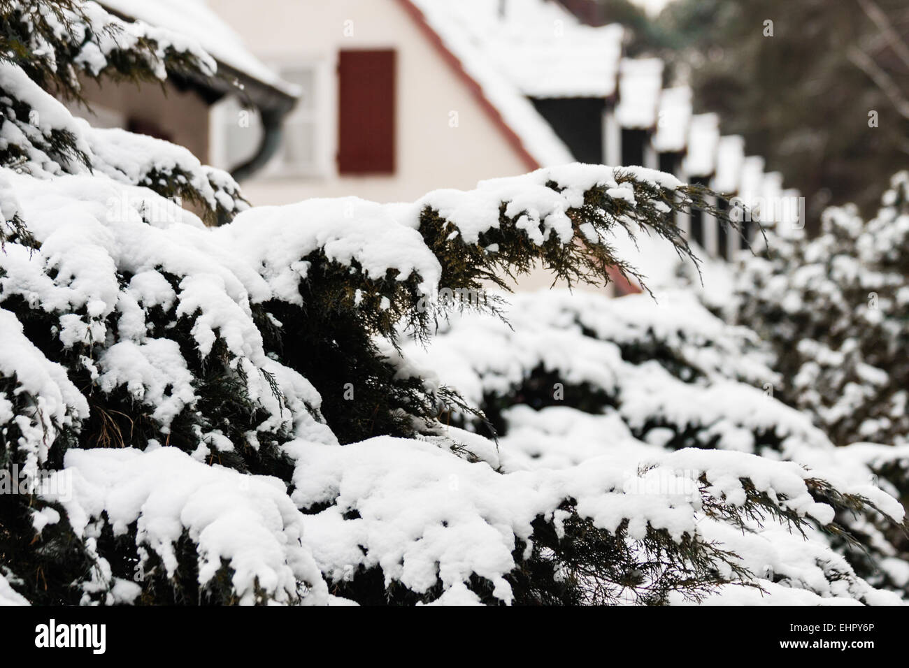 Snow on trees Stock Photo - Alamy