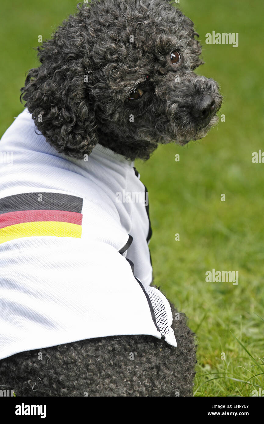 poodle with football shirt Stock Photo - Alamy