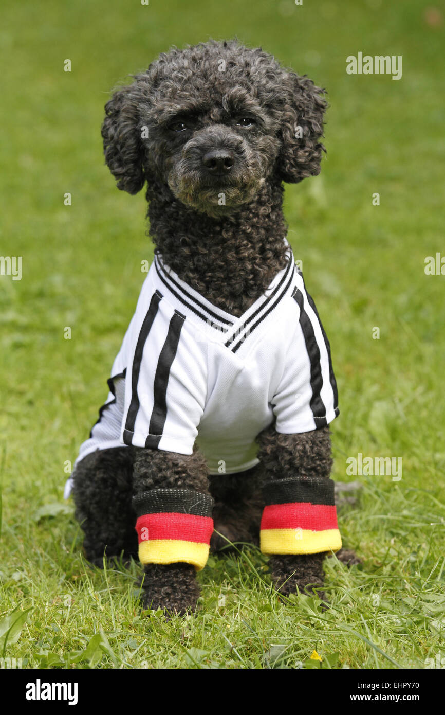 poodle with football shirt Stock Photo - Alamy