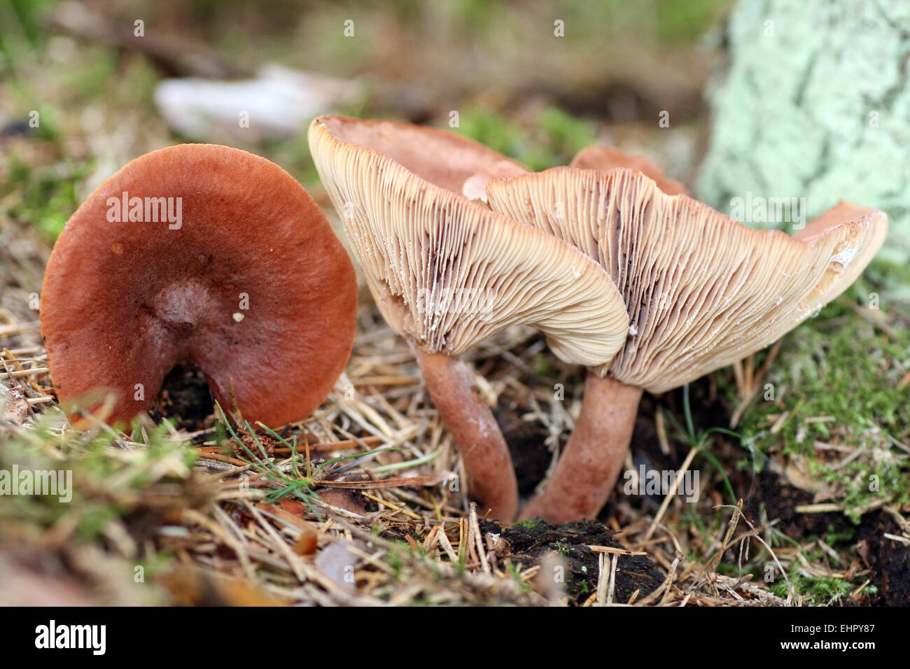 The red hot milk cap hi-res stock photography and images - Alamy