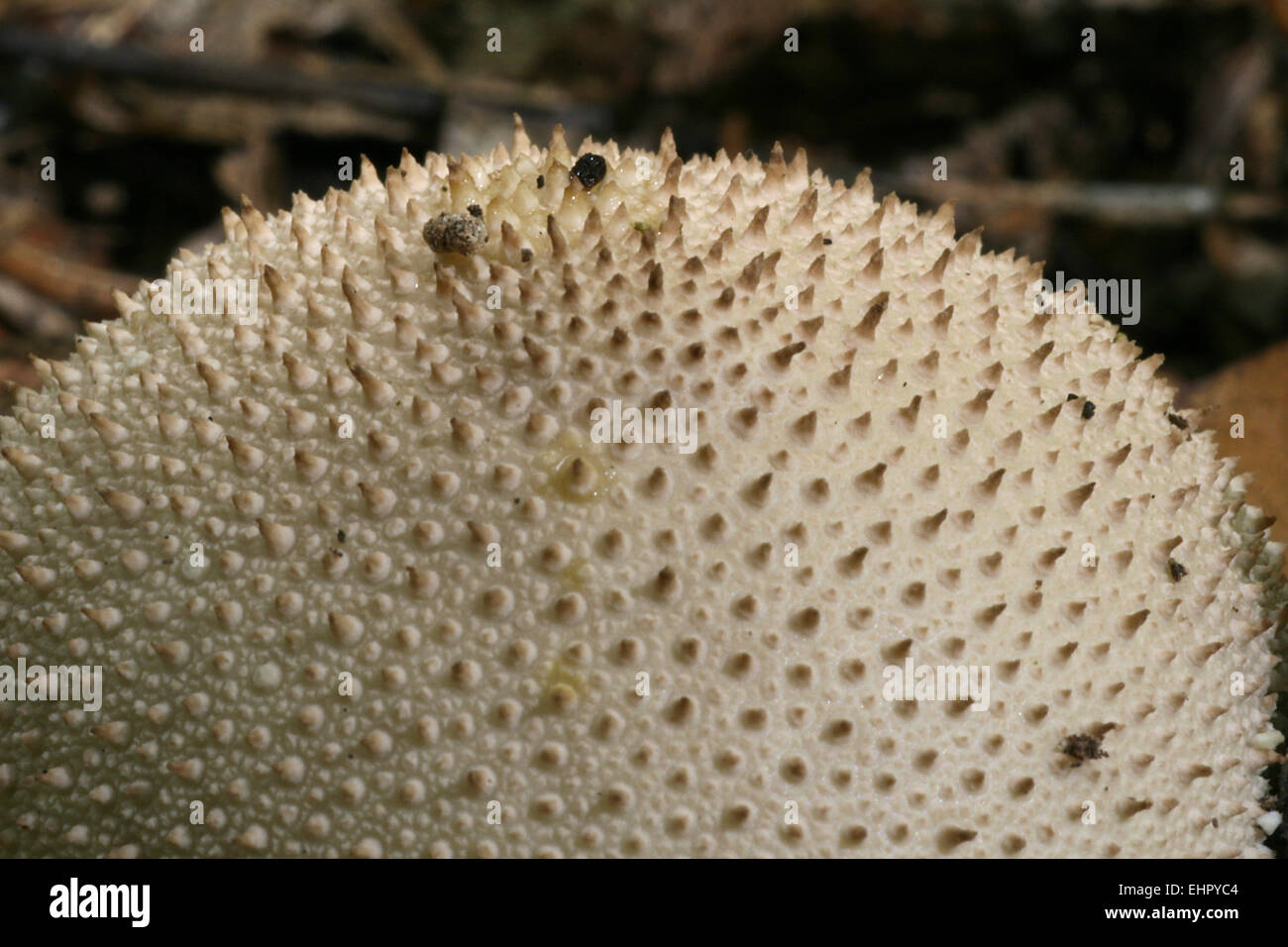 Common puffball hi-res stock photography and images - Alamy