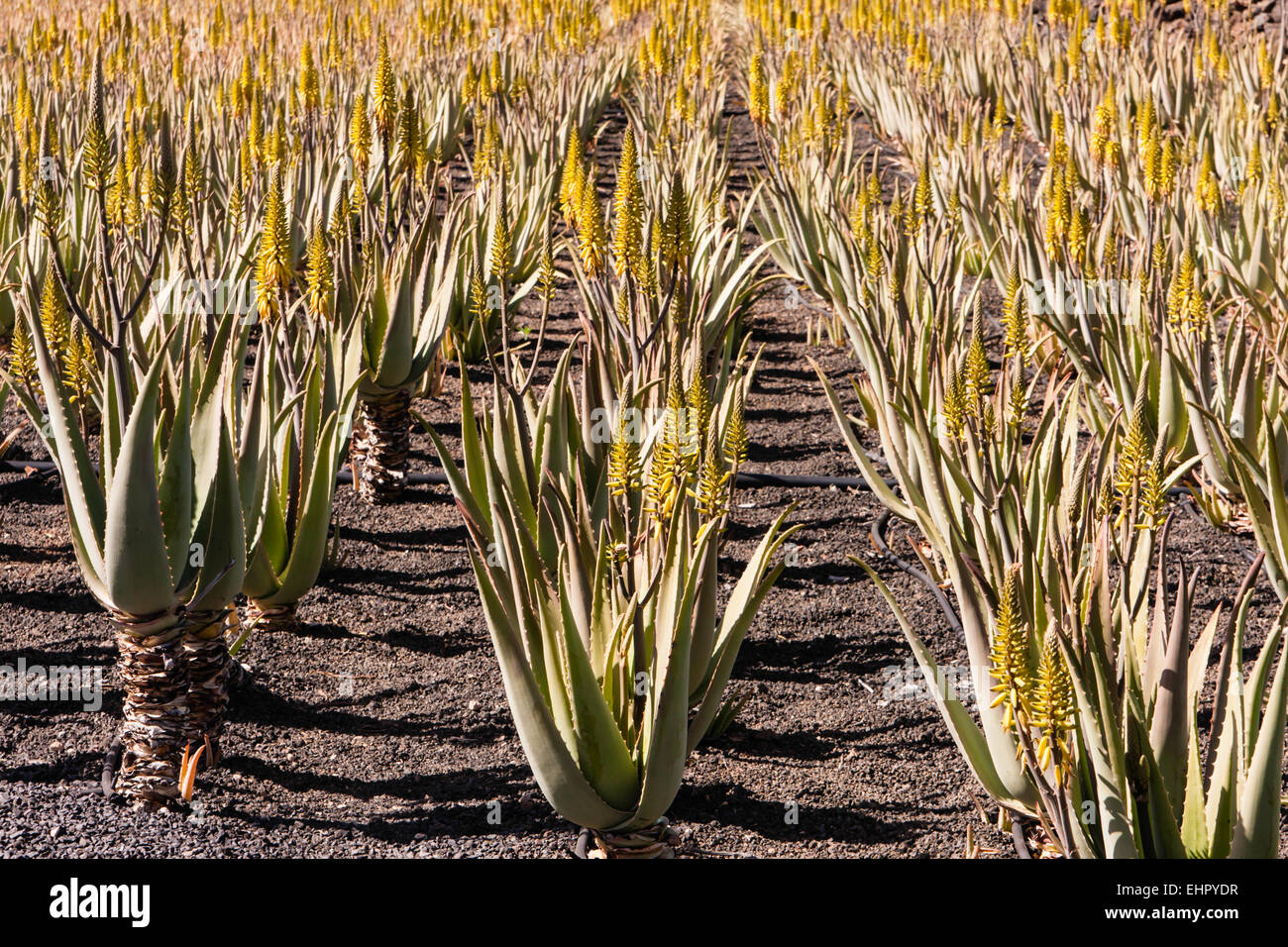 Aloe vera flower head hi-res stock photography and images - Alamy