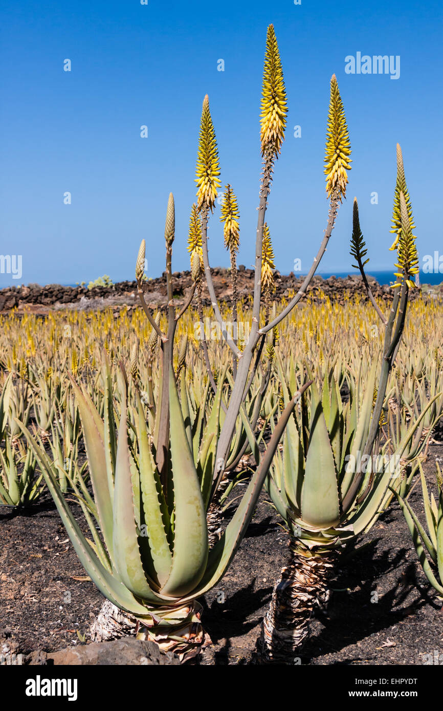 Aloe Vera plantation Stock Photo - Alamy