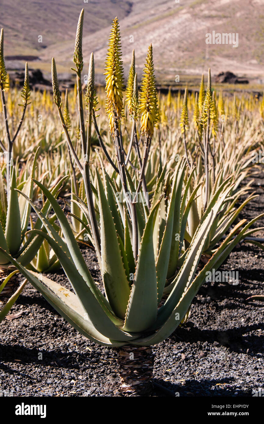 Aloe Vera plantation Stock Photo - Alamy