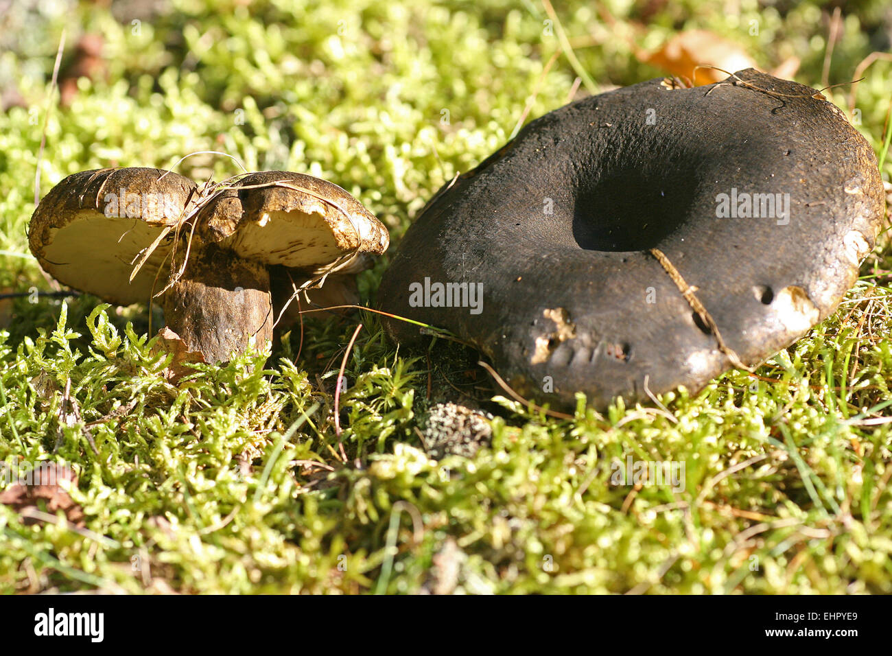 Milk cap hi-res stock photography and images - Alamy