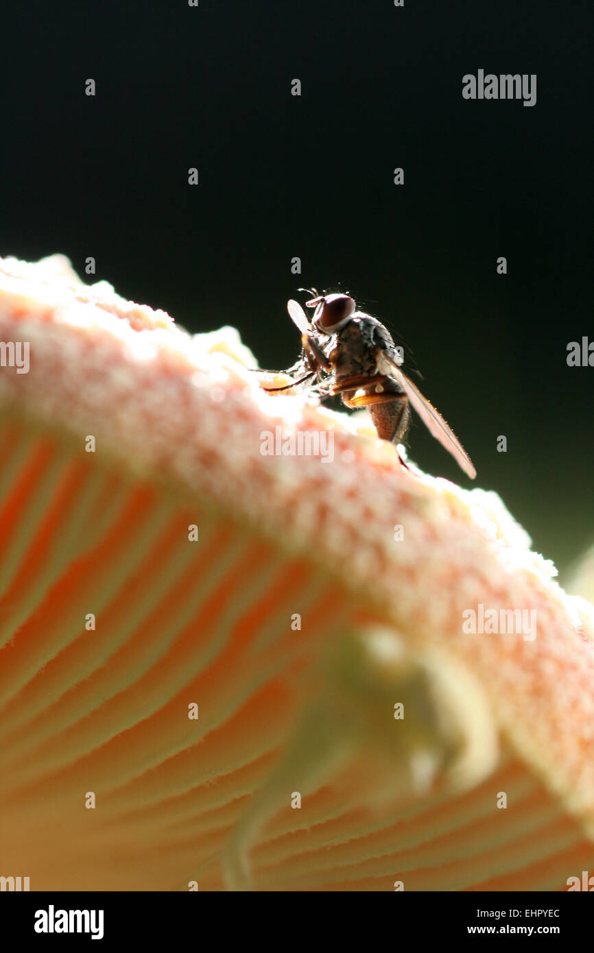 Fungus gnat hi-res stock photography and images - Alamy