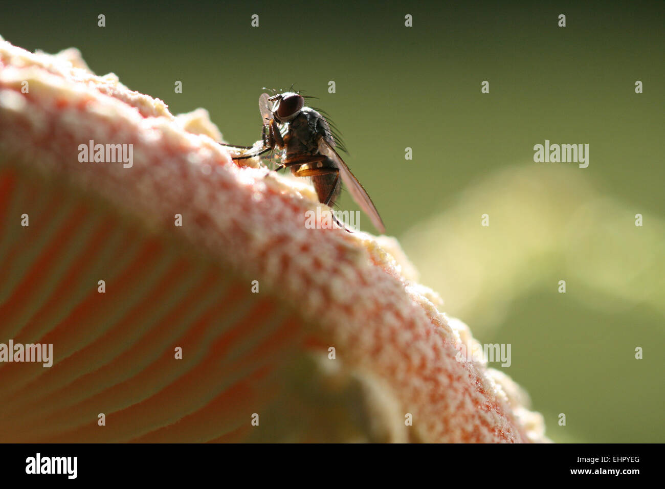 Fungus gnat hi-res stock photography and images - Alamy