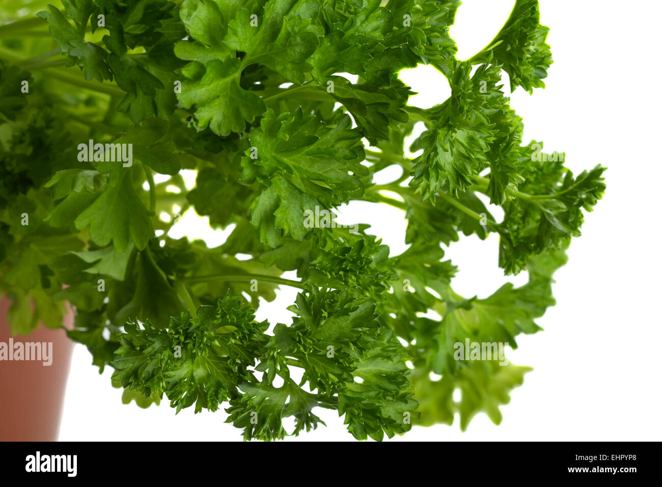 Curly parsley hi-res stock photography and images - Alamy