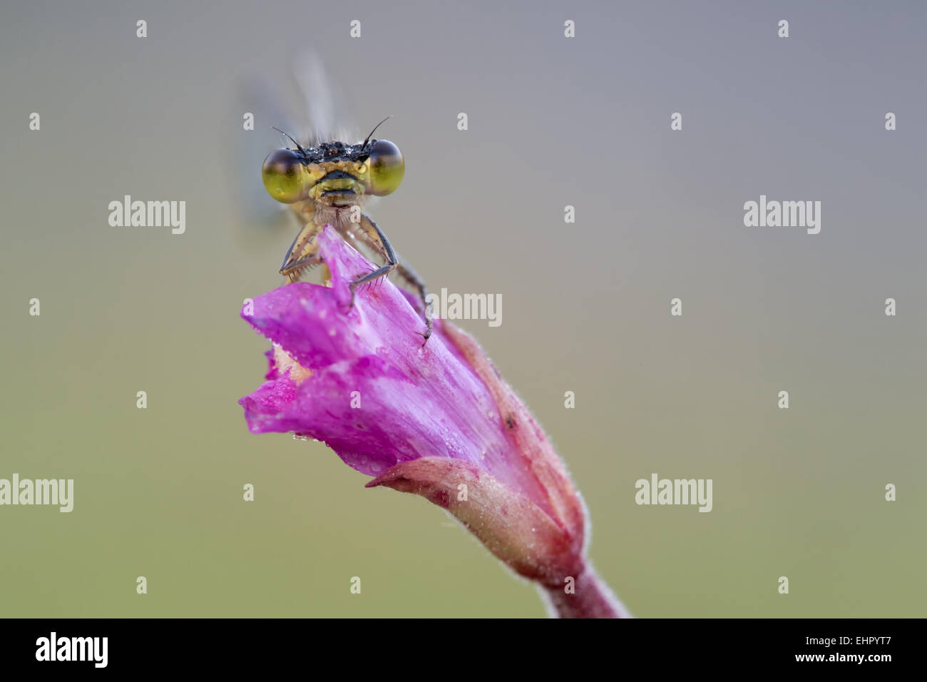Dragonfly very small hi-res stock photography and images - Alamy