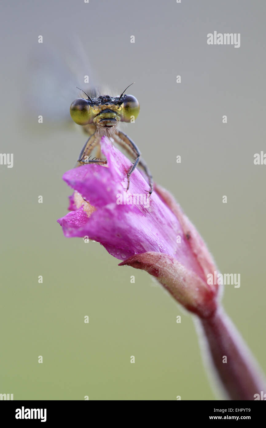 Dragonfly Very Small High Resolution Stock Photography and Images - Alamy
