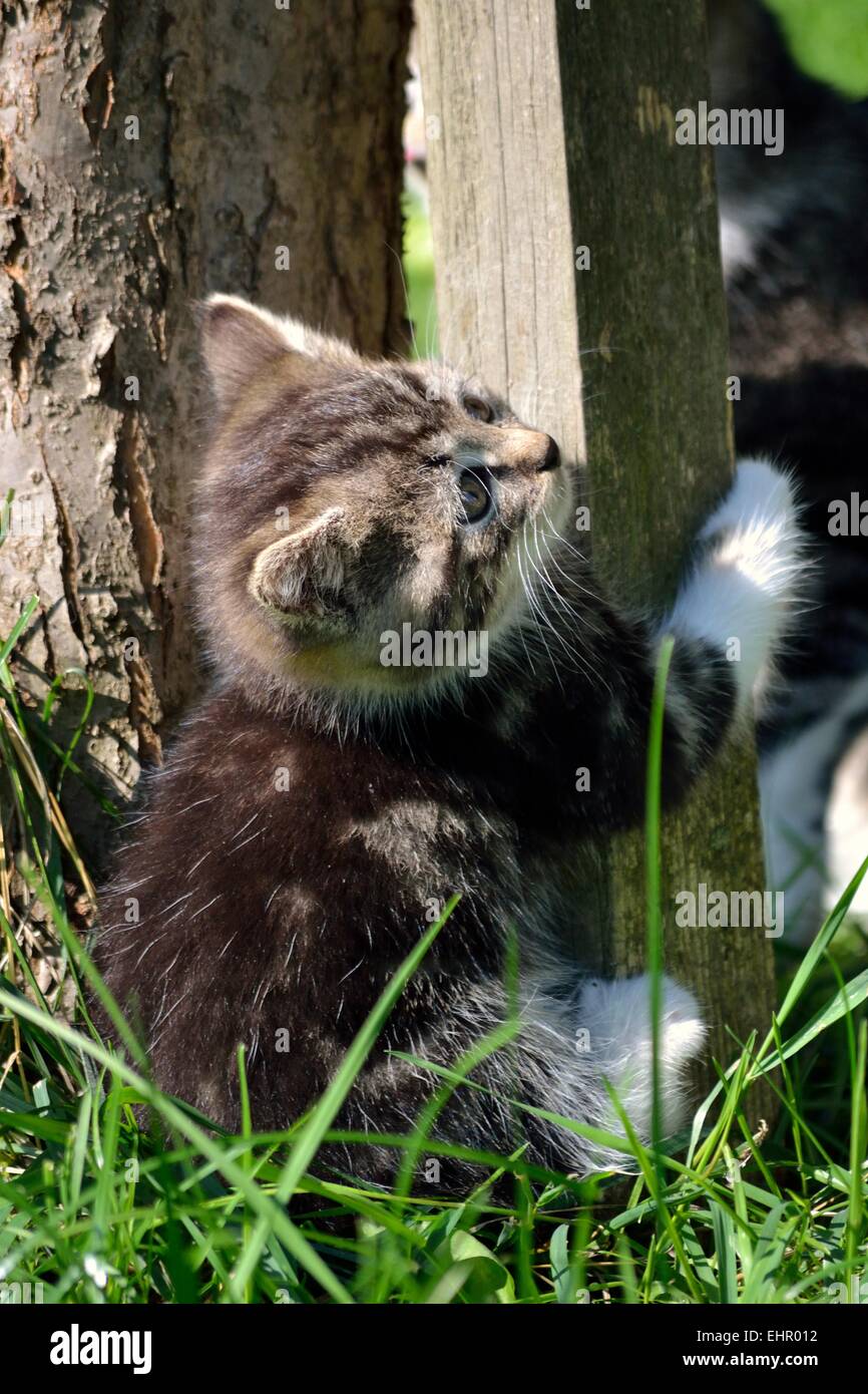 young kitten tries to climb Stock Photo - Alamy