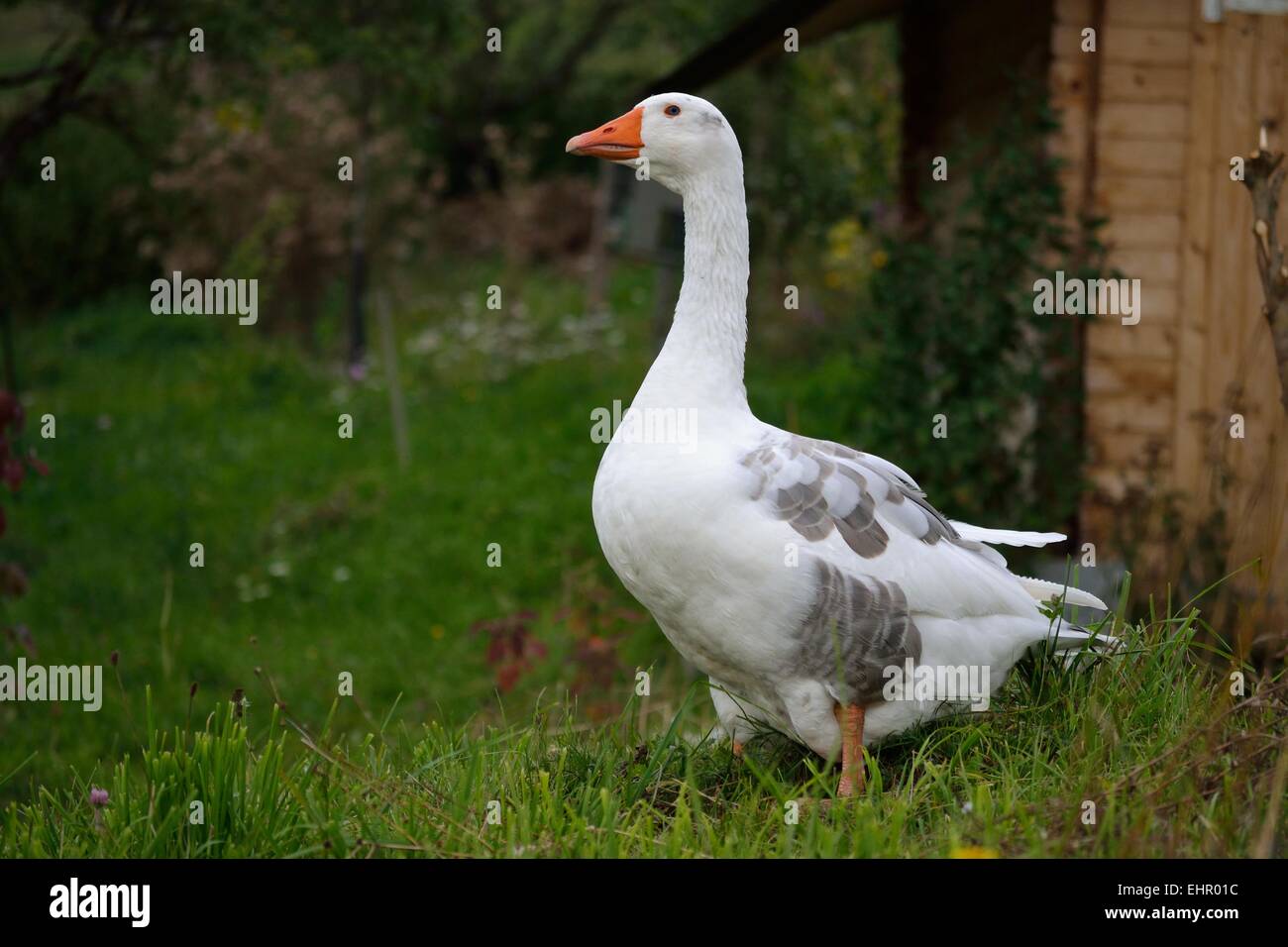 Mastgans hi-res stock photography and images - Alamy