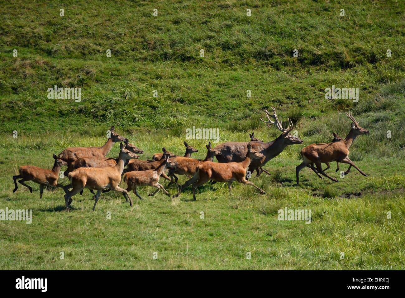 Deer on the run Stock Photo - Alamy