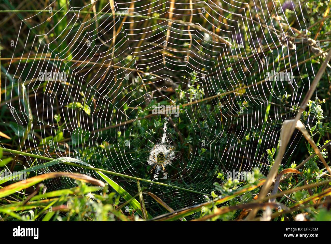 shining spider web with wasp spider Stock Photo - Alamy