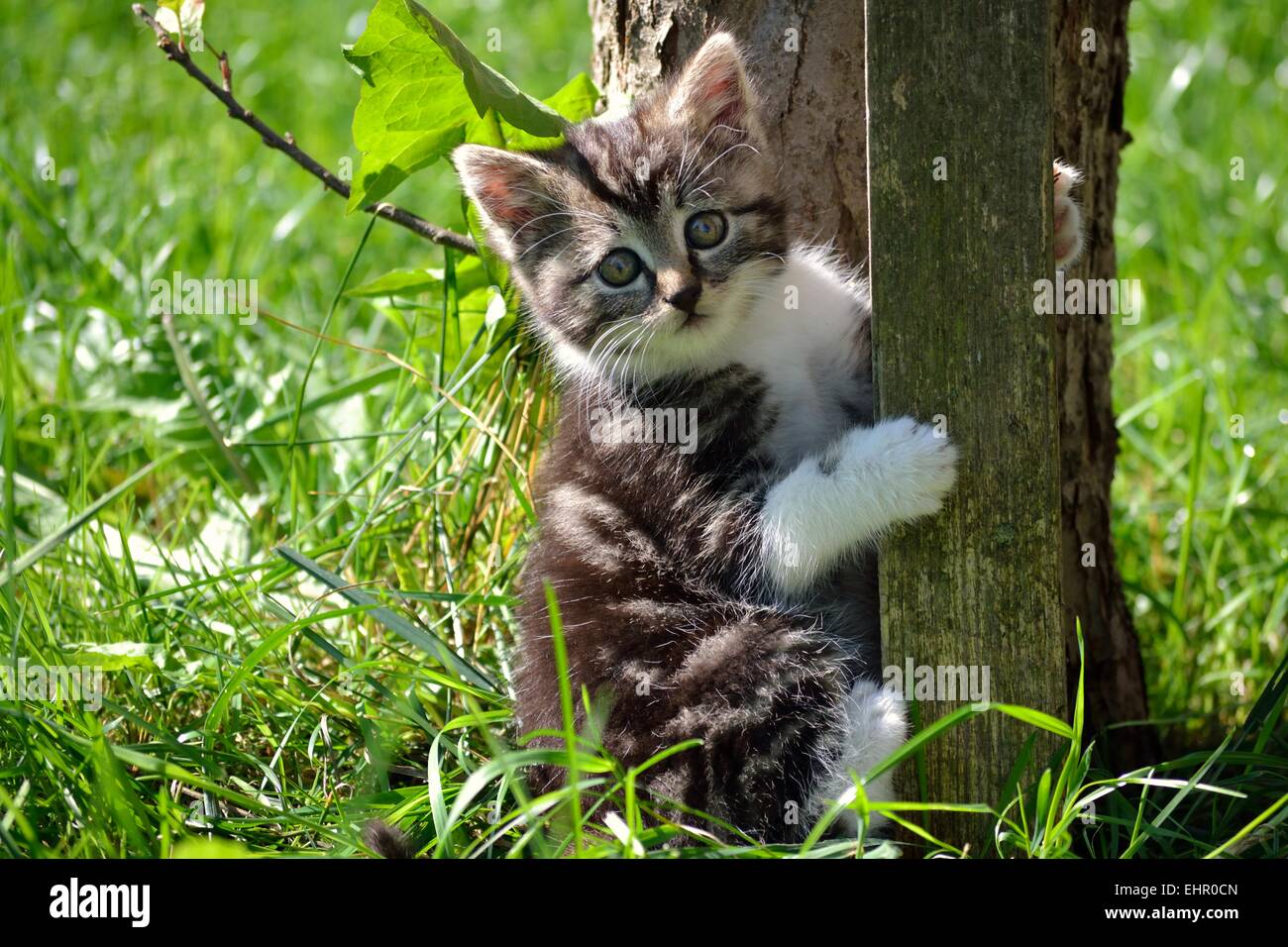 Baby cat in nature Stock Photo - Alamy