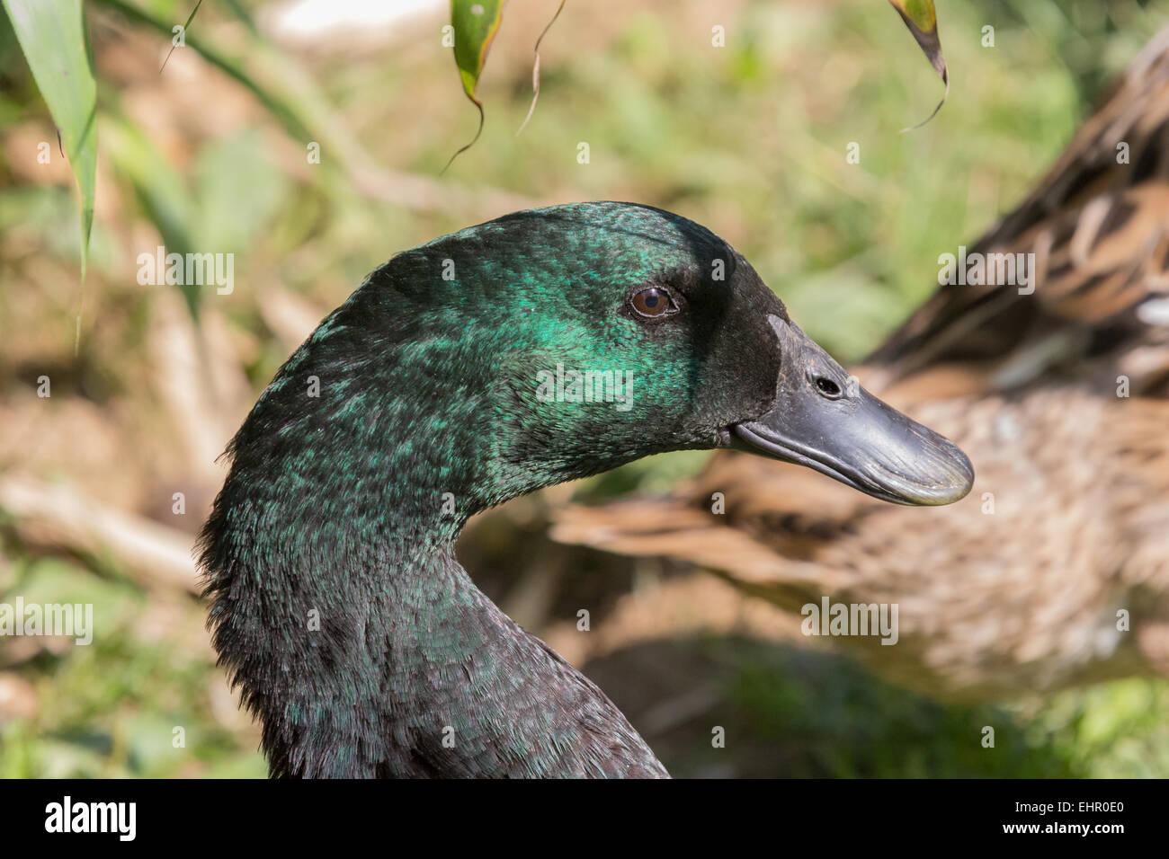 Duck in sun hi-res stock photography and images - Alamy