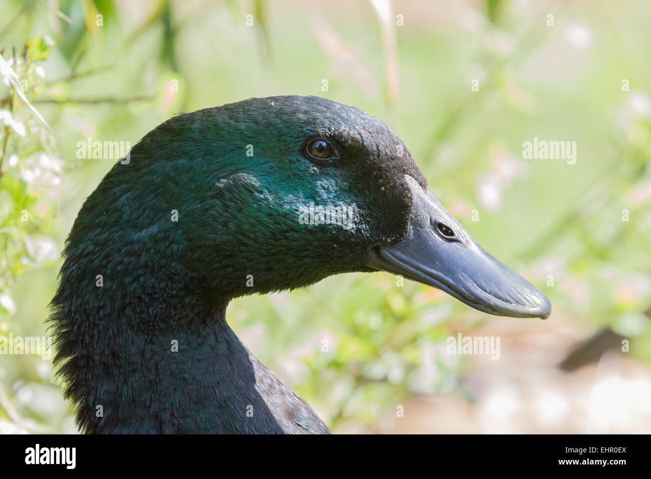 Duck in sun hi-res stock photography and images - Alamy