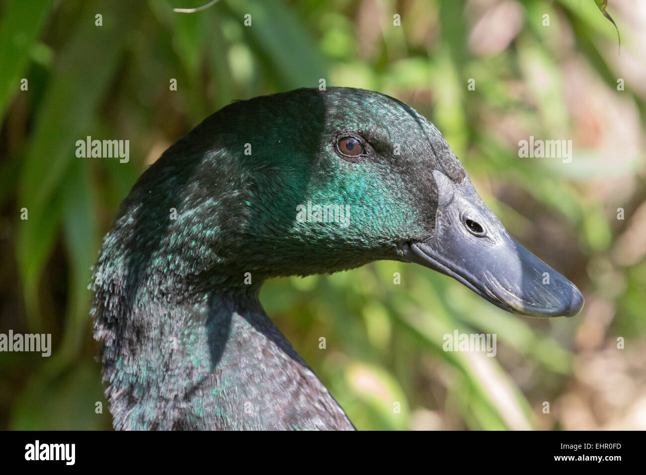 Duck in sun hi-res stock photography and images - Alamy