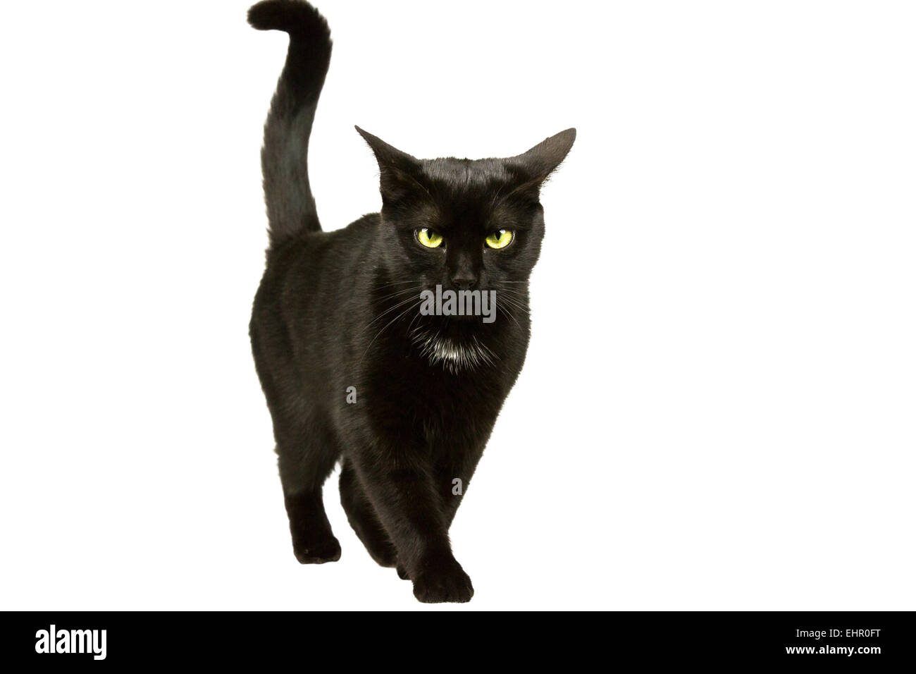Black cat moves 3 Stock Photo - Alamy