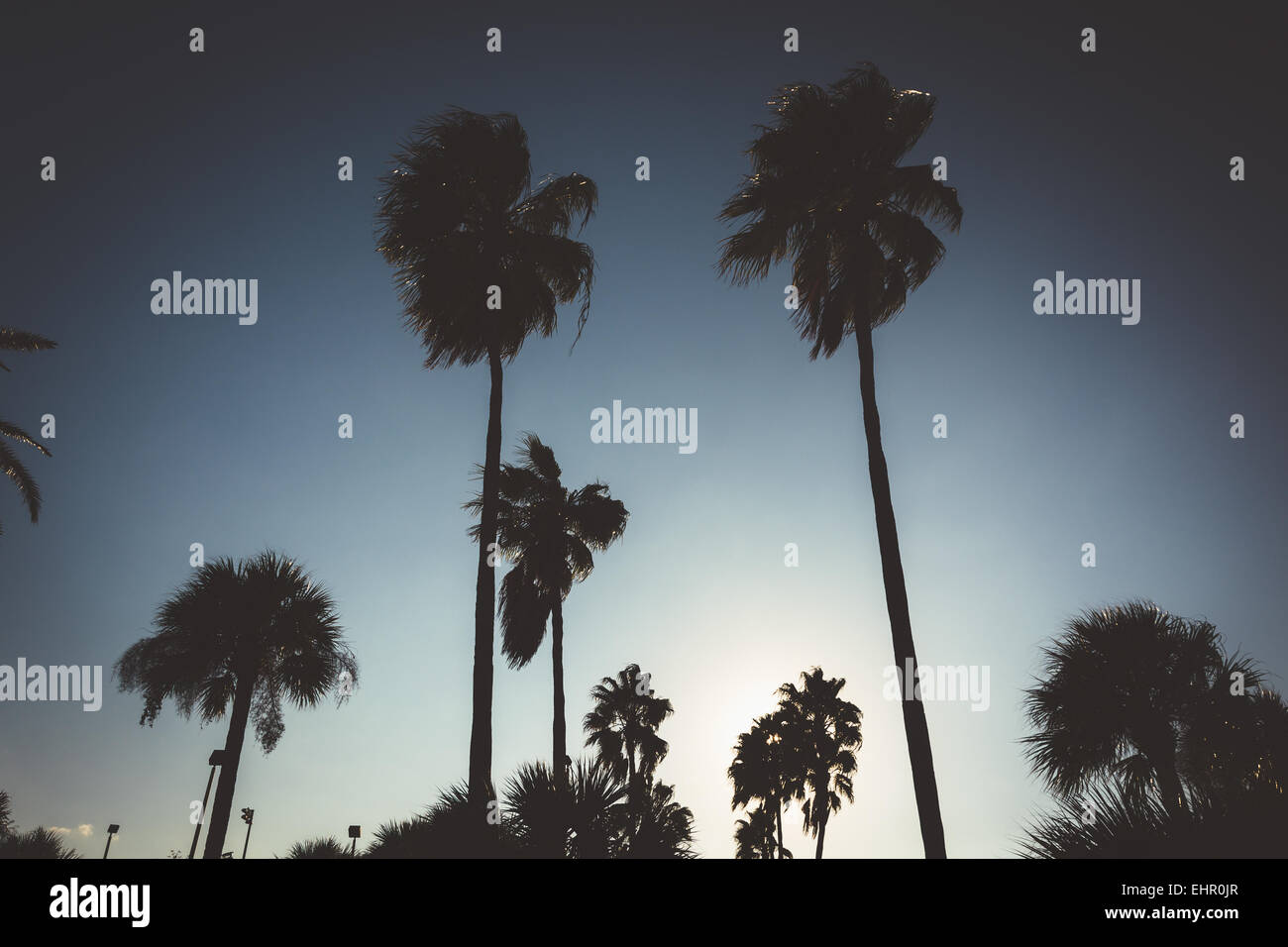 Tall palm trees in Daytona Beach, Florida Stock Photo - Alamy