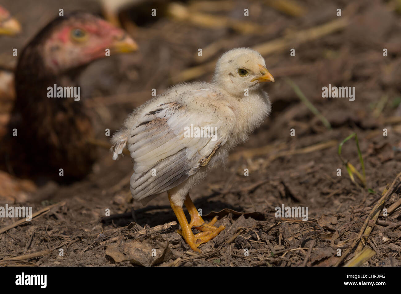 A single chick 2 Stock Photo - Alamy