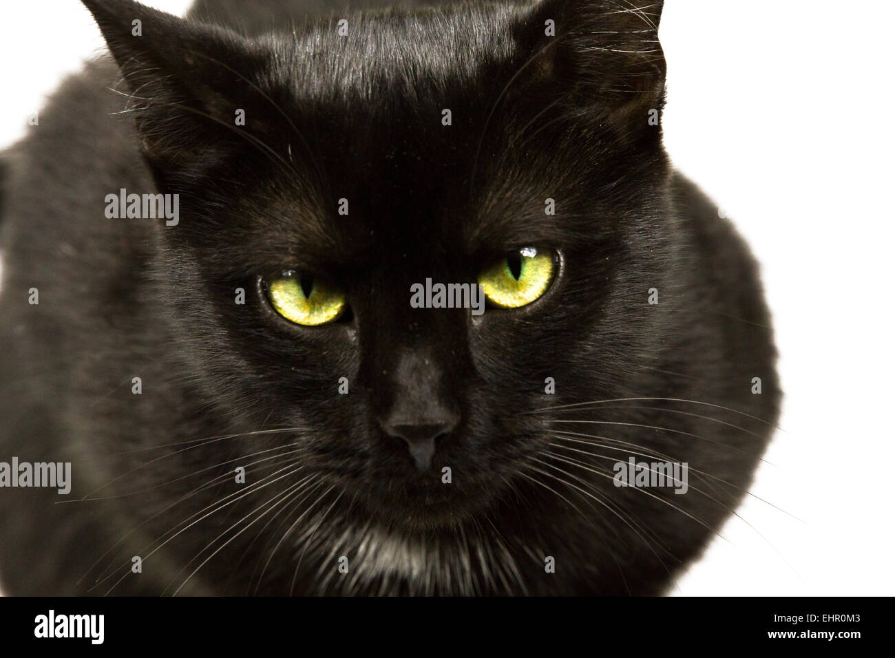 Black cat eyes 5 Stock Photo - Alamy