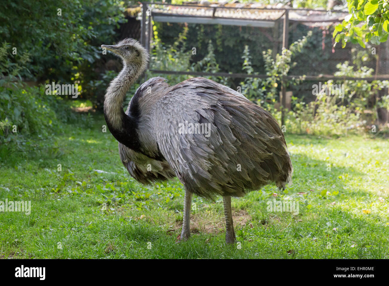 Rhea cock on a farm 4 Stock Photo - Alamy