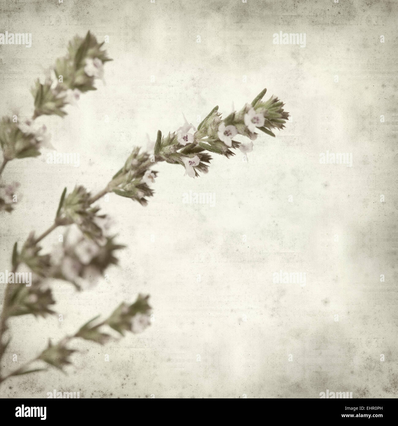 textured old paper background with flowering thyme Stock Photo - Alamy