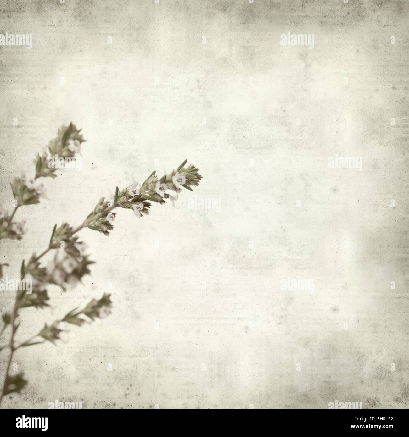 textured old paper background with flowering thyme Stock Photo - Alamy