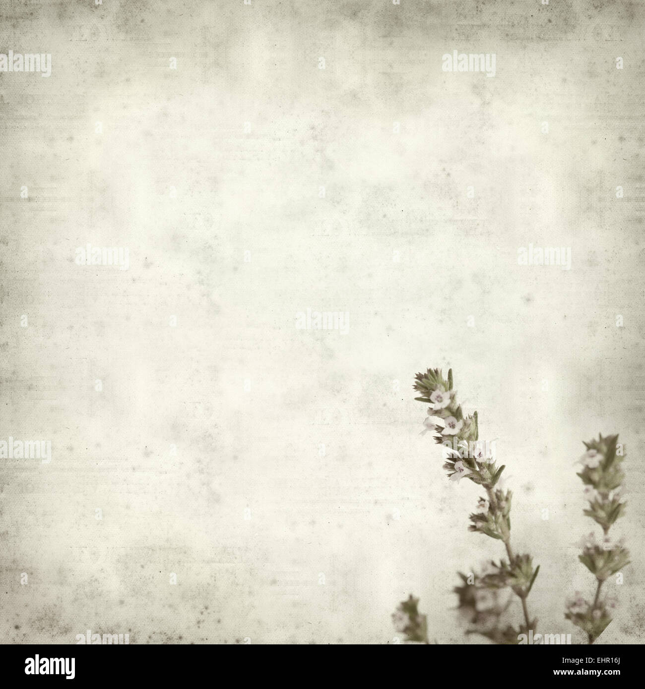 textured old paper background with flowering thyme Stock Photo - Alamy