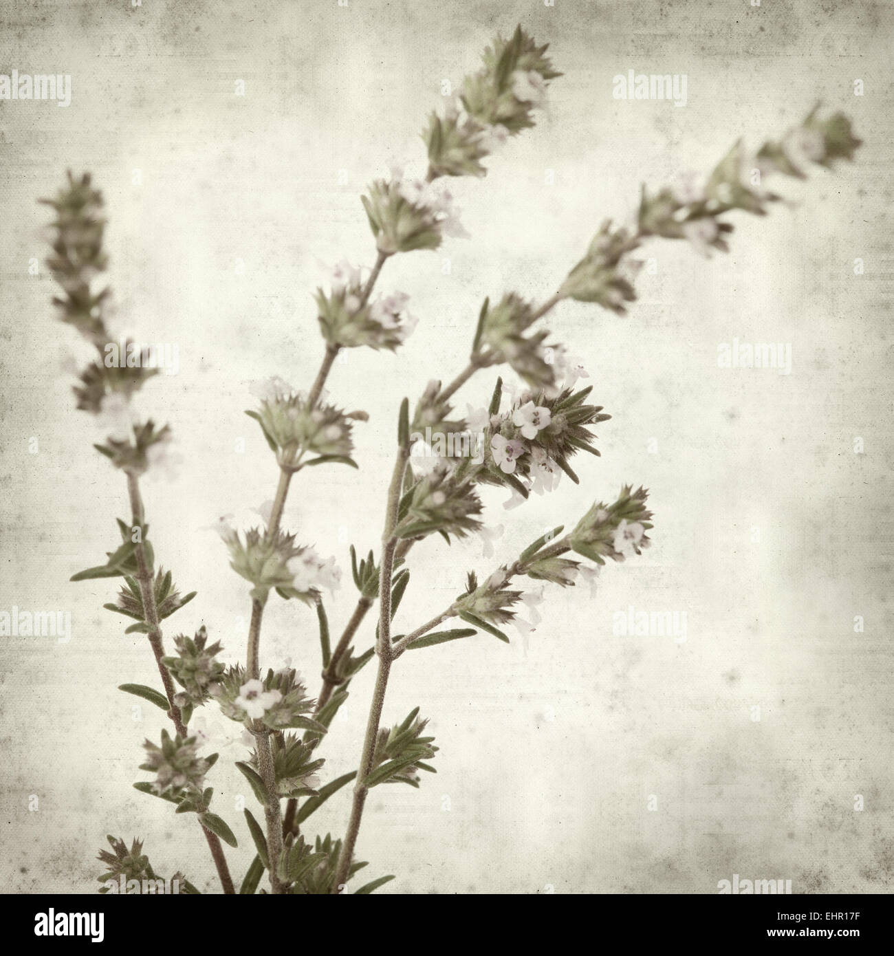 textured old paper background with flowering thyme Stock Photo - Alamy