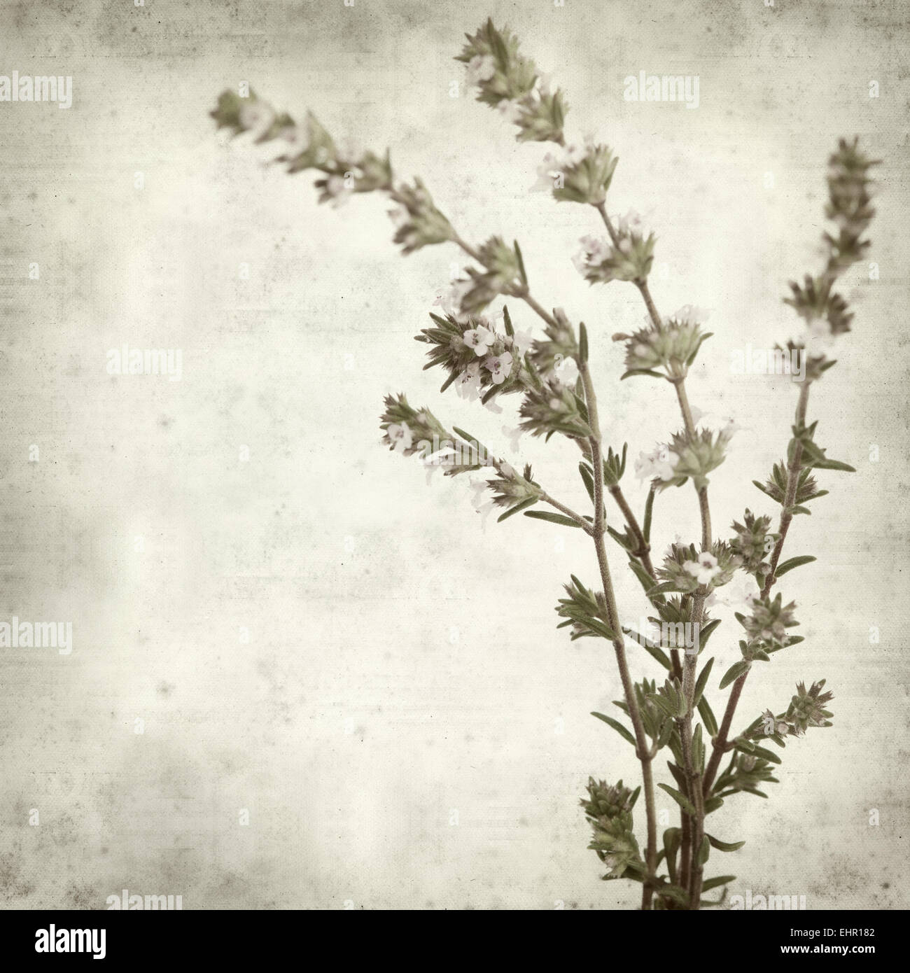 textured old paper background with flowering thyme Stock Photo - Alamy