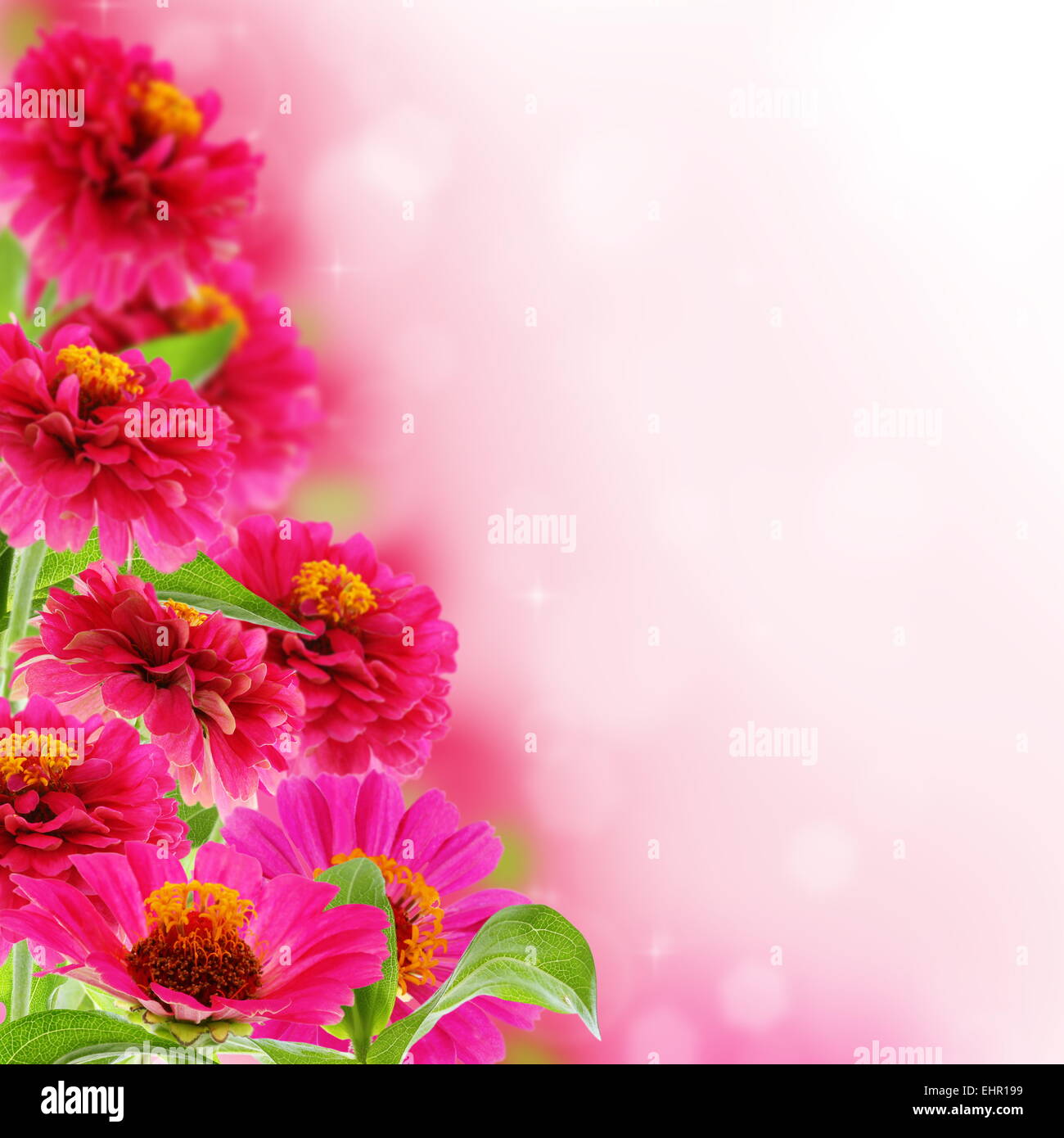Beautiful pink flowers Stock Photo - Alamy
