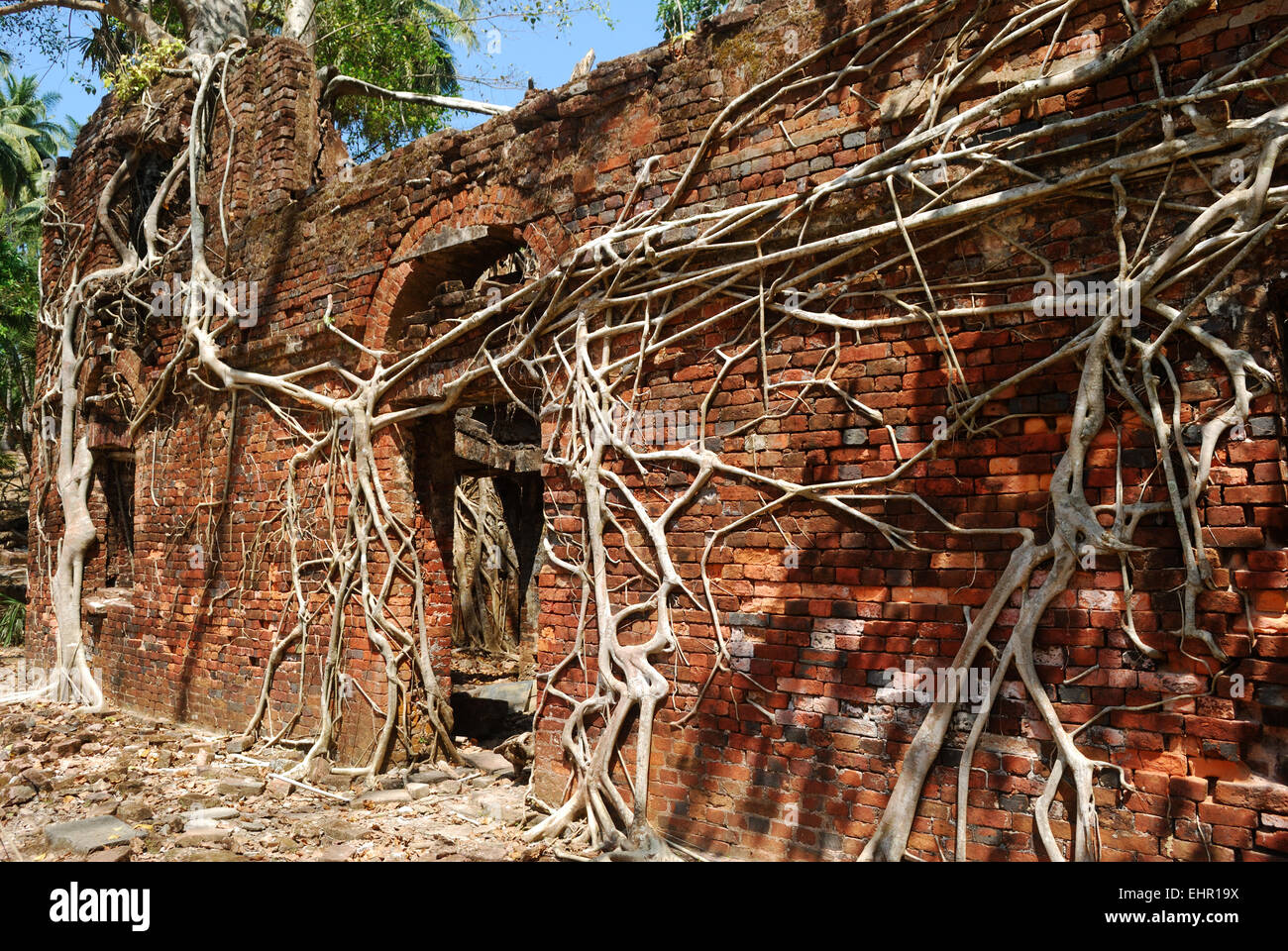 tree root on the deserted building at ross island andaman islands india ...