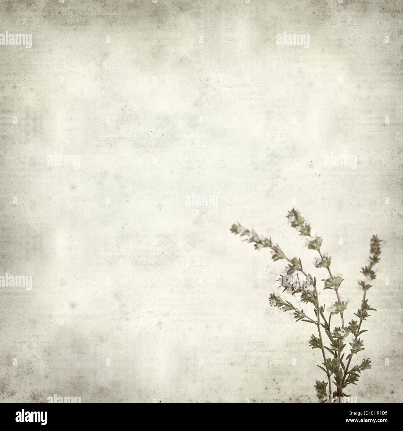 textured old paper background with flowering thyme Stock Photo - Alamy