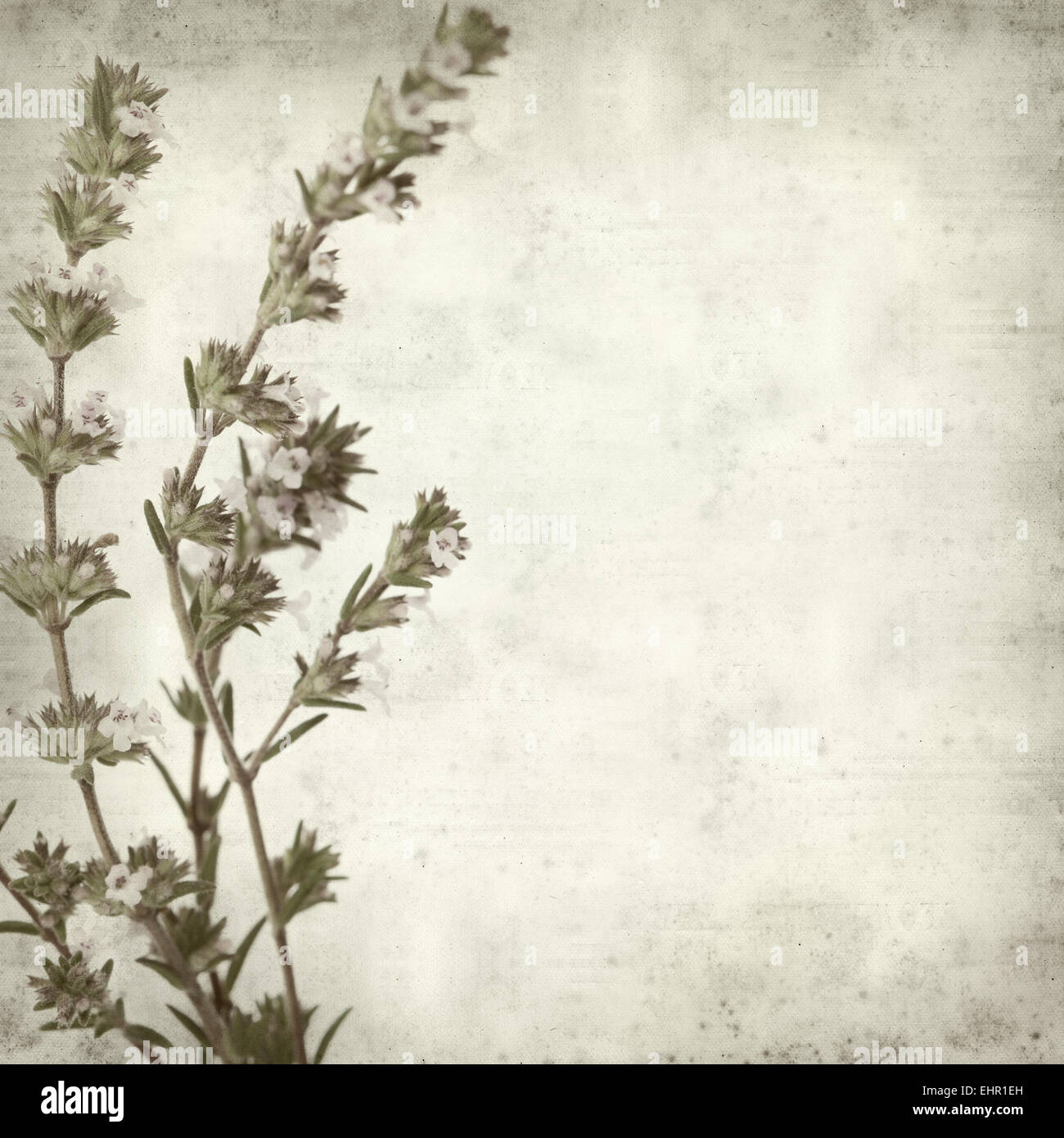 textured old paper background with flowering thyme Stock Photo - Alamy