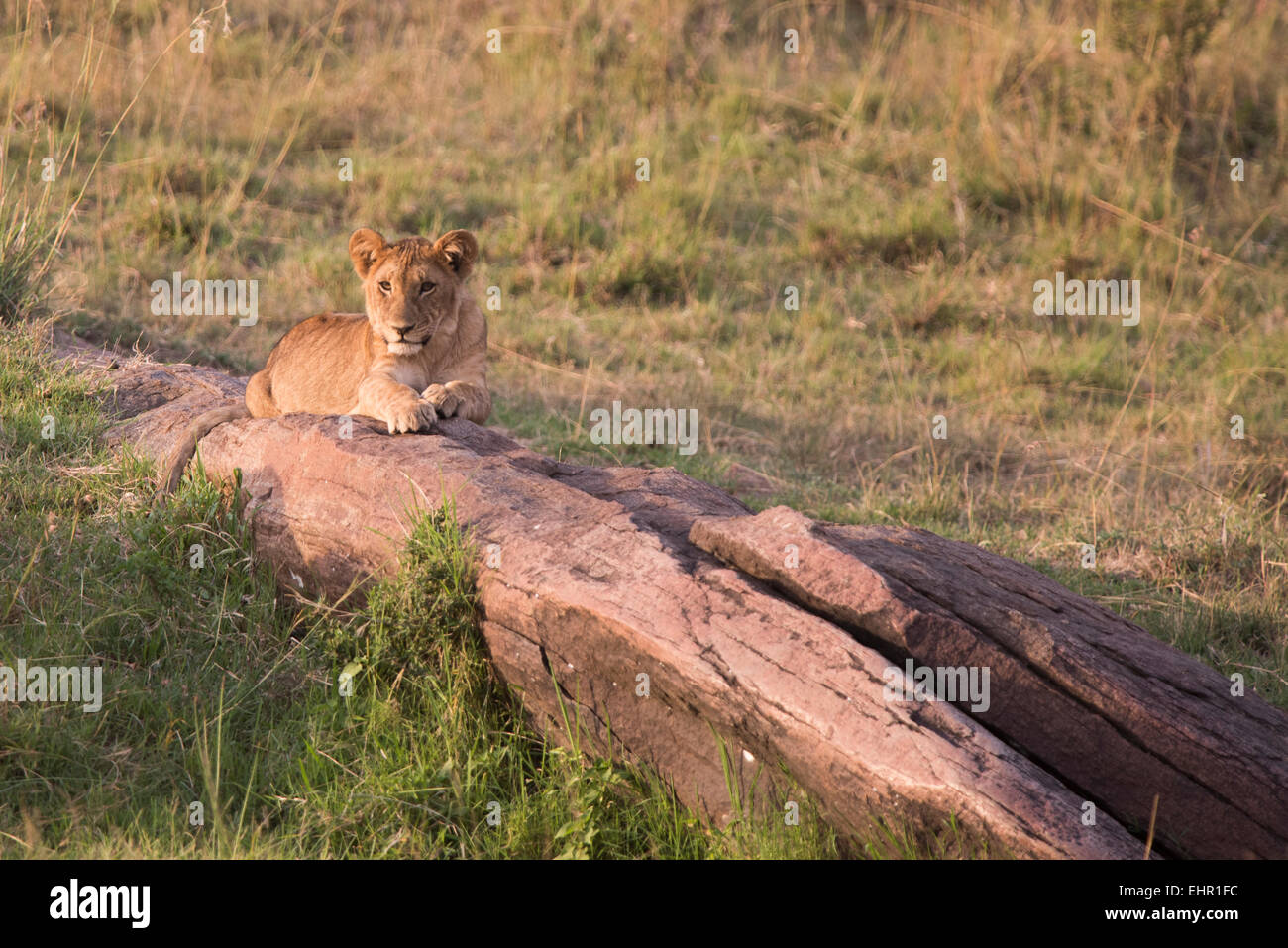 Loewe,Lion,Panthera leon,cub lying on a stone Stock Photo - Alamy