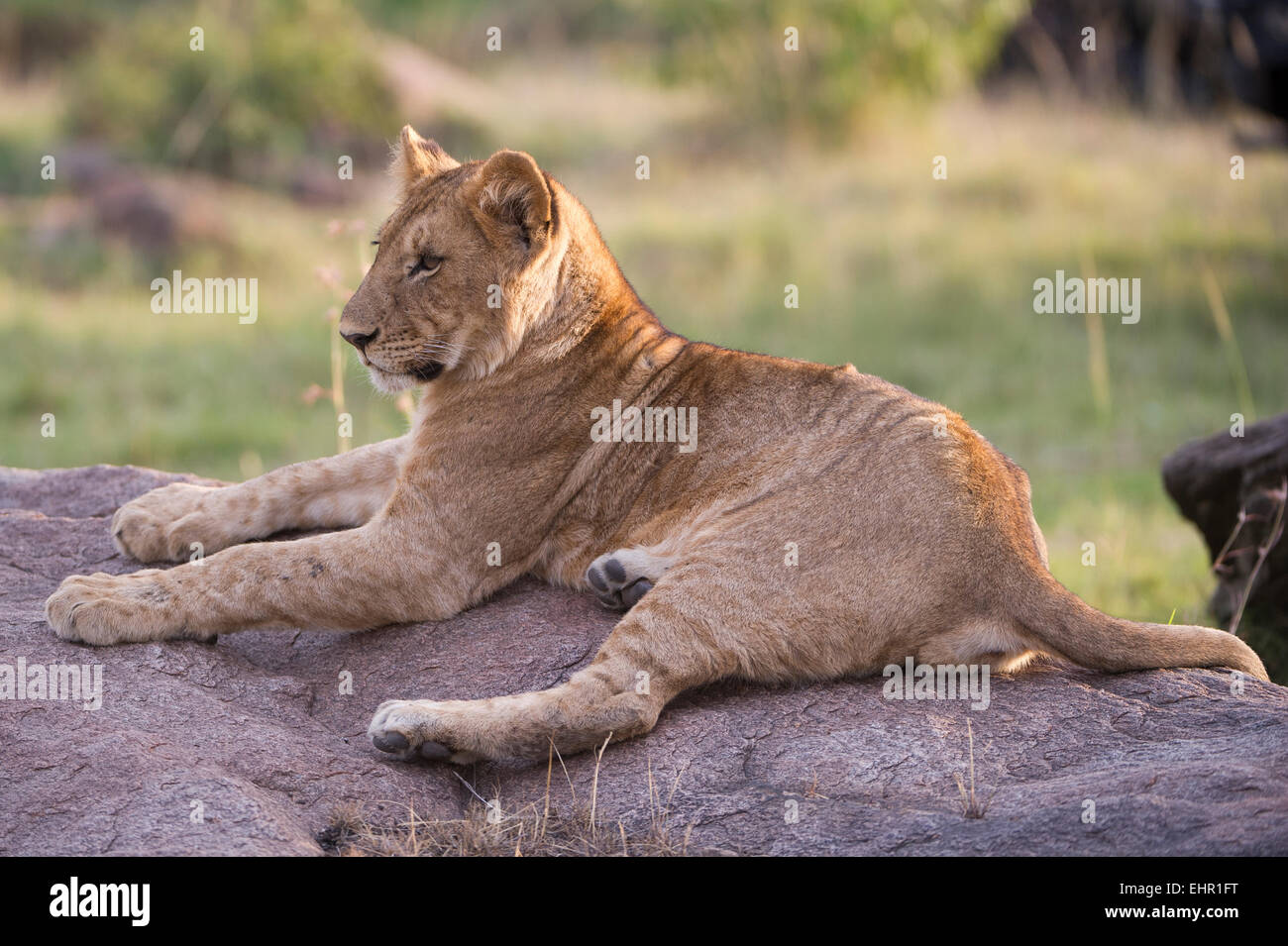 Loewe,Lion,Panthera leon,cub lying on a hill Stock Photo - Alamy
