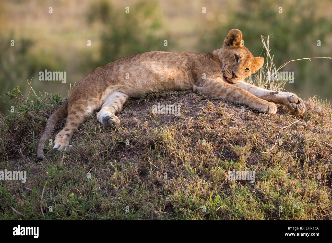 Loewe,Lion,Panthera leon,cub lying on a hill Stock Photo - Alamy