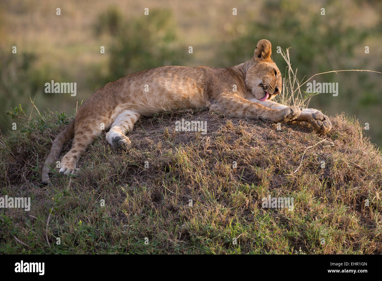 Loewe,Lion,Panthera leon,cub lying on a hill Stock Photo - Alamy