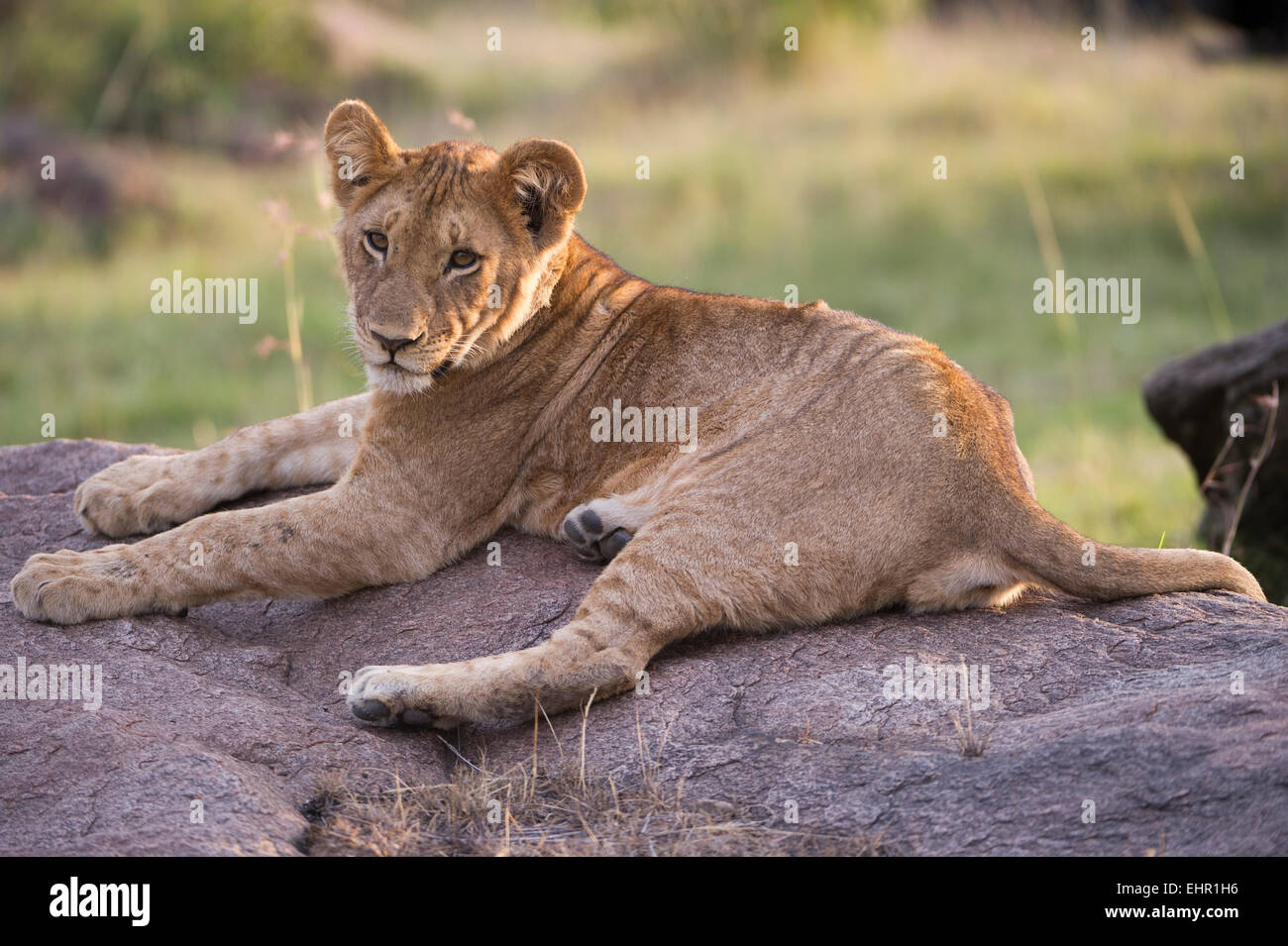 Loewe,Lion,Panthera leon,cub lying on a hill Stock Photo - Alamy