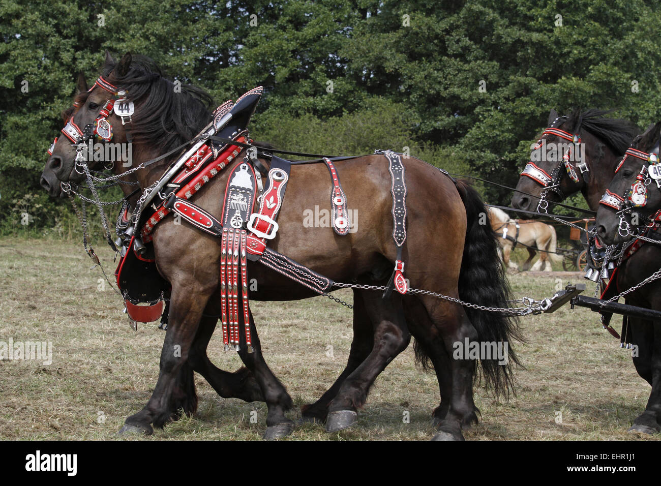 Percherons hi-res stock photography and images - Alamy