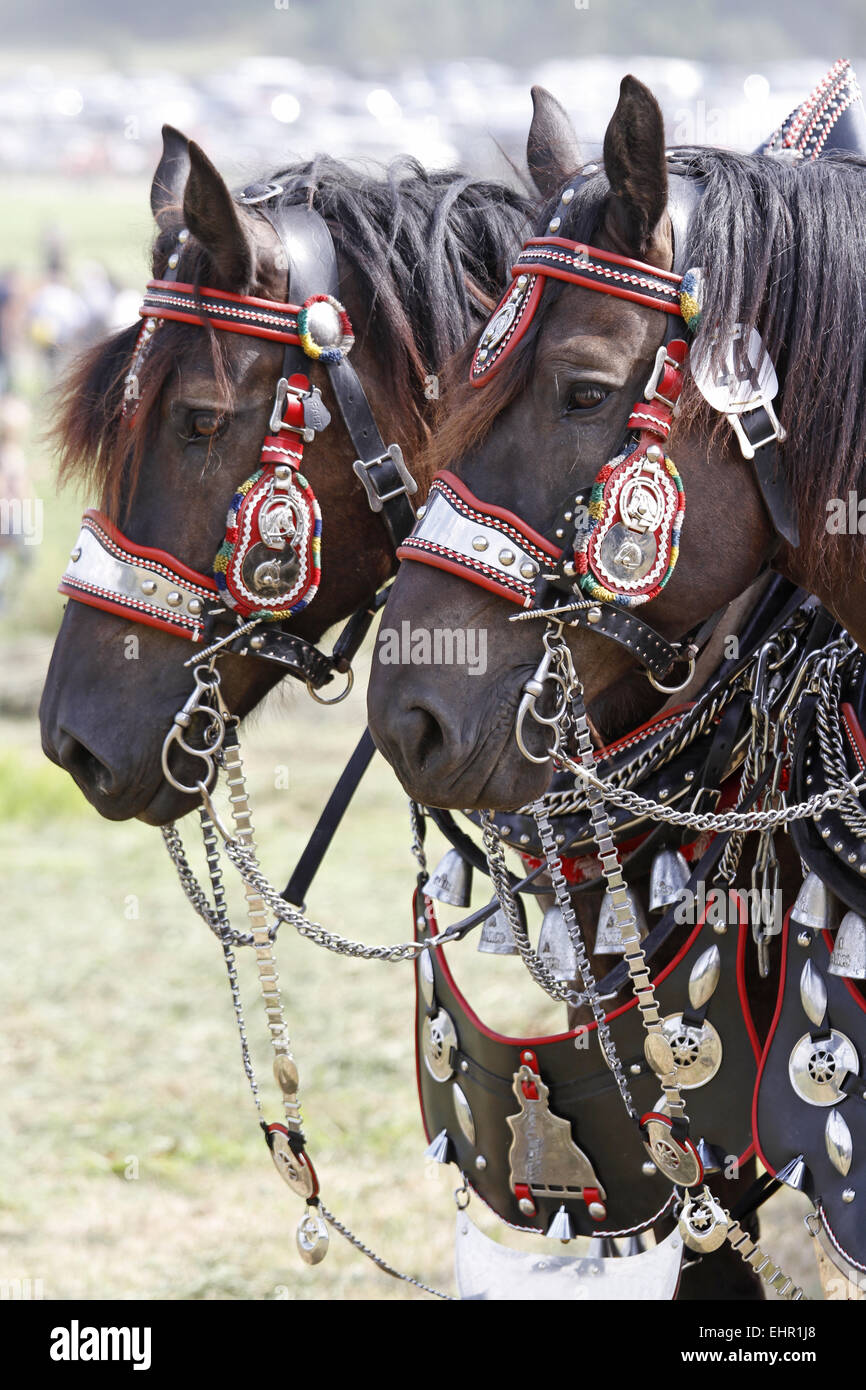Percherons hi-res stock photography and images - Alamy