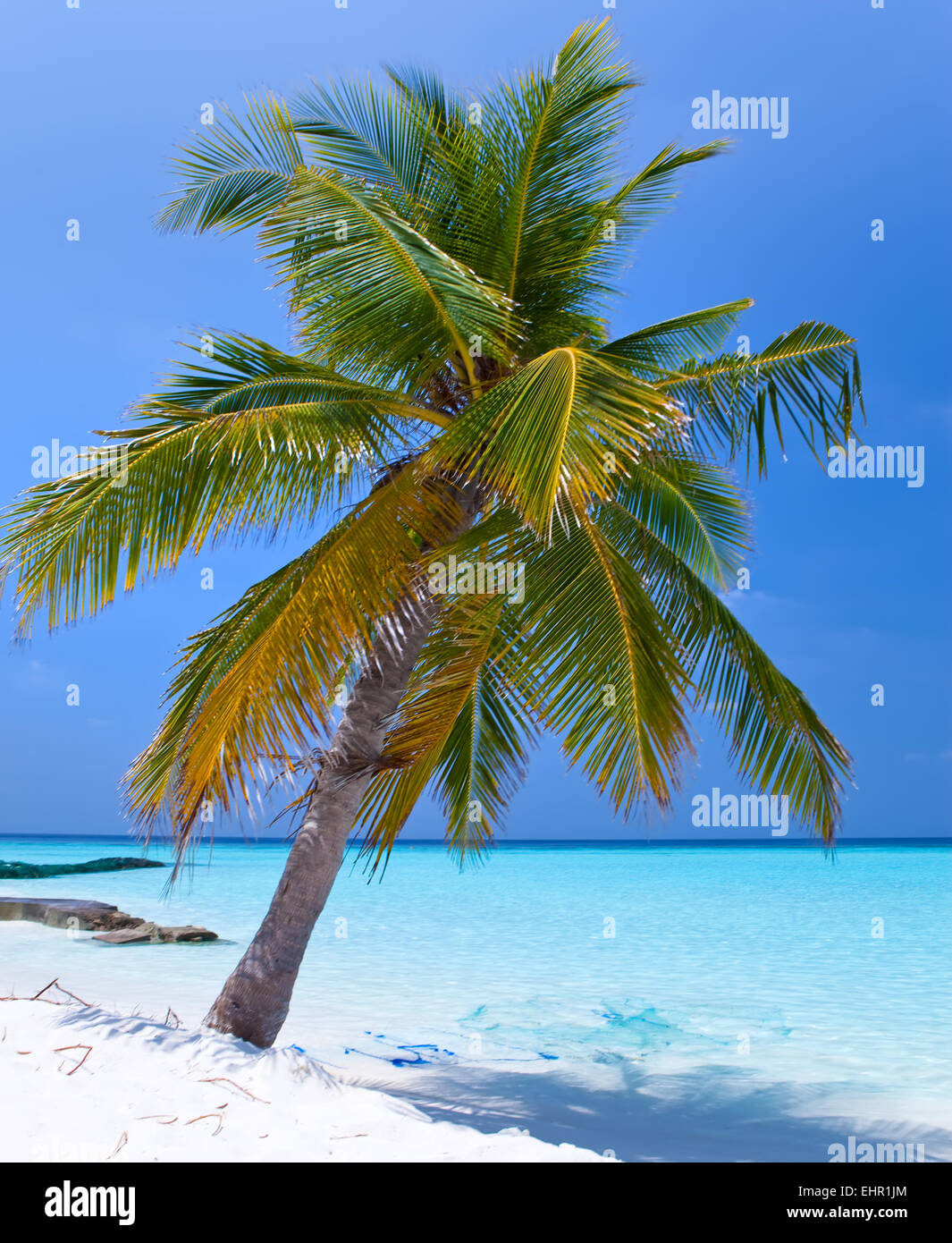 Trees on an island hi-res stock photography and images - Alamy