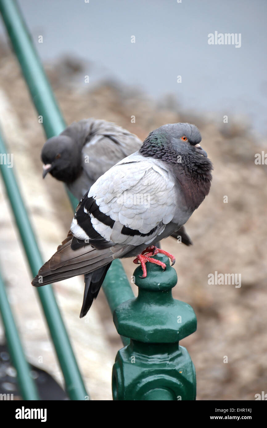 Two doves hi-res stock photography and images - Alamy