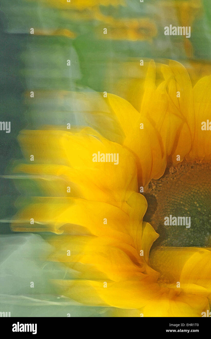 Abstract sunflower hi-res stock photography and images - Alamy