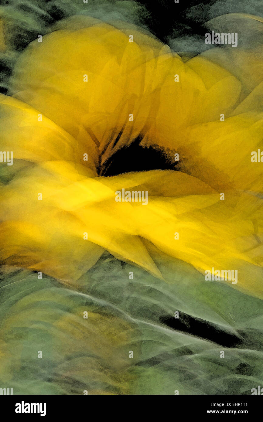 Abstract sunflower hi-res stock photography and images - Alamy