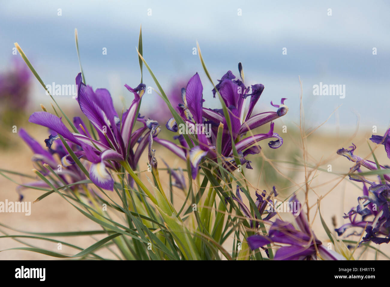 Blue irises in the desert of Mongolia Stock Photo - Alamy
